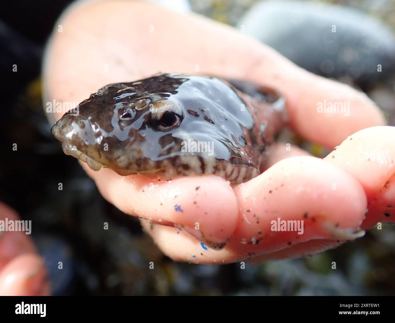 Northern Clingfish (Gobiesox maeandricus) Actinopterygii Stock Photo ...