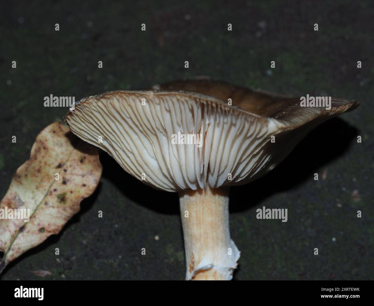Novae zelandiae honey mushroom hi-res stock photography and images - Alamy