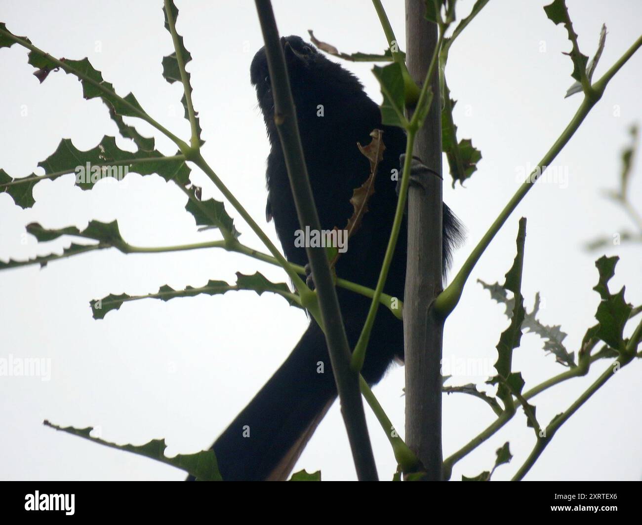 Variable oriole icterus pyrrhopterus hi-res stock photography and ...