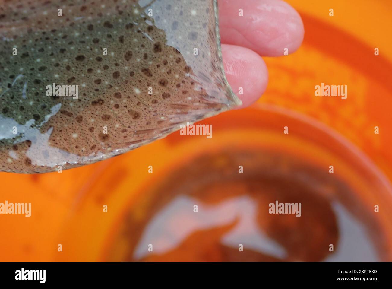 Windowpane Flounder (Scophthalmus aquosus) Actinopterygii Stock Photo ...