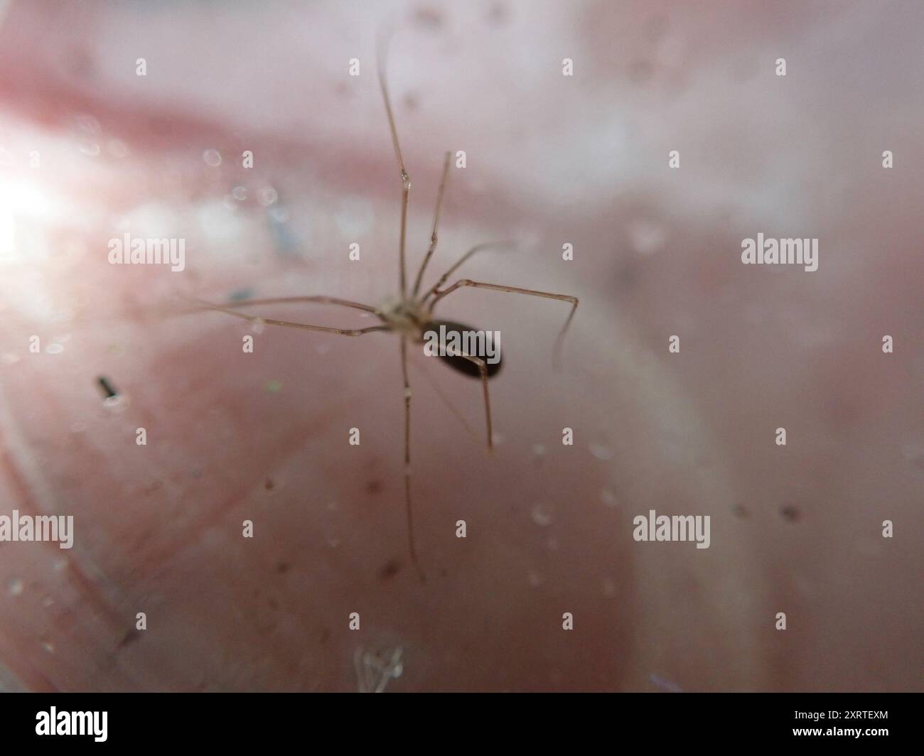 Harvestman Cellar Spider (Pholcus opilionoides) Arachnida Stock Photo ...