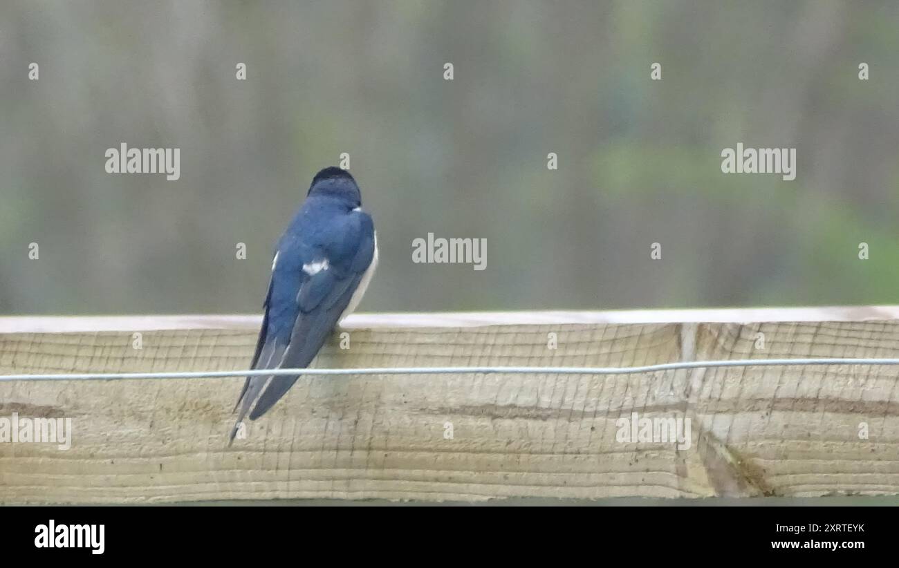 White-bellied Barn Swallow (Hirundo rustica rustica) Aves Stock Photo ...
