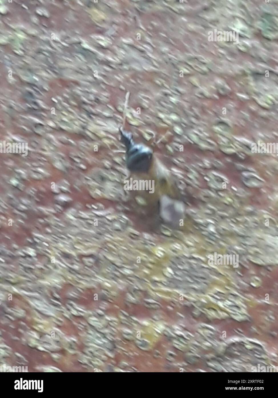 Common Flowerbug (Anthocoris nemorum) Insecta Stock Photo - Alamy