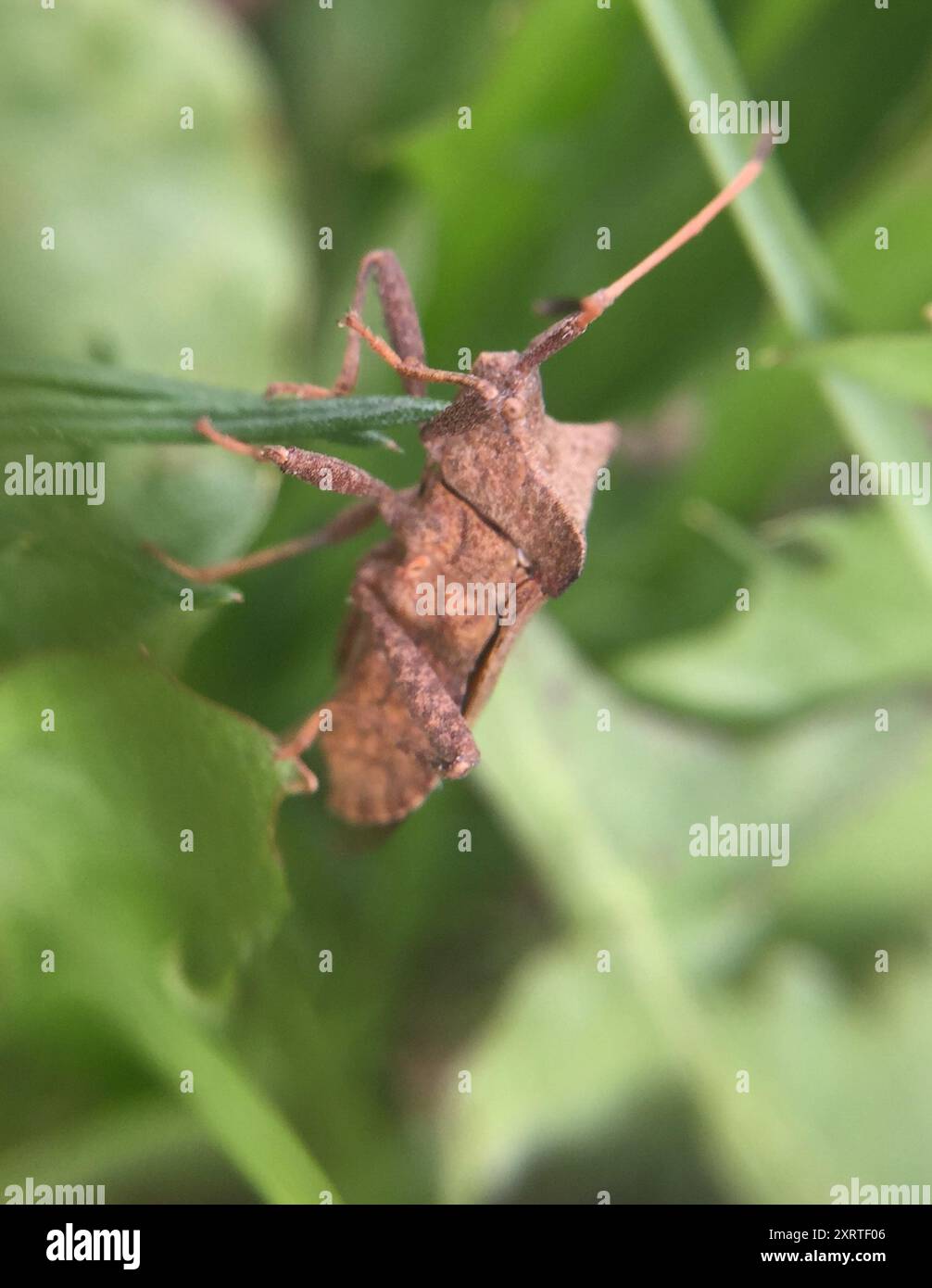 Dock Bug (Coreus marginatus) Insecta Stock Photo - Alamy