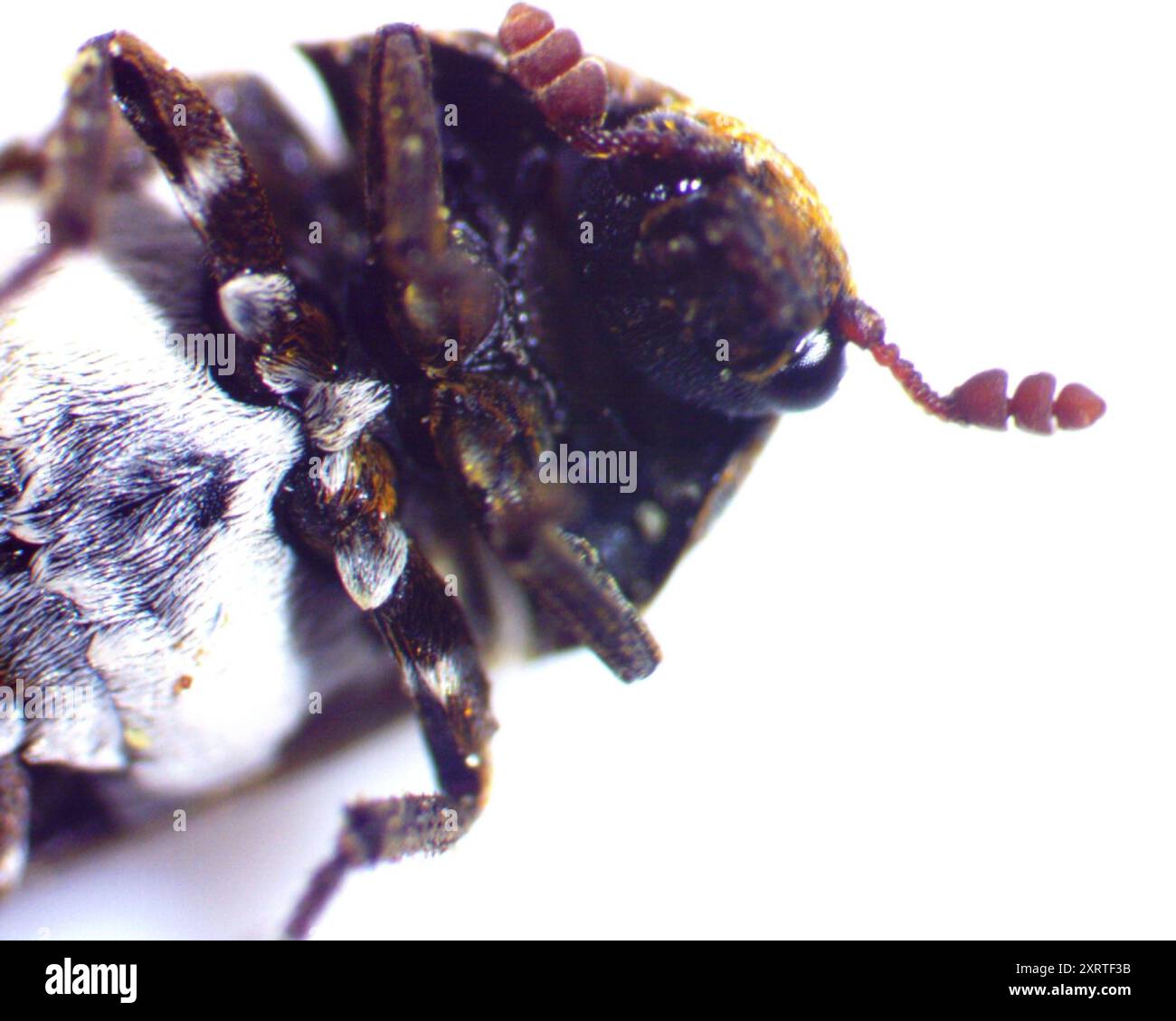 Hide and Tallow Dermestid (Dermestes talpinus) Insecta Stock Photo - Alamy