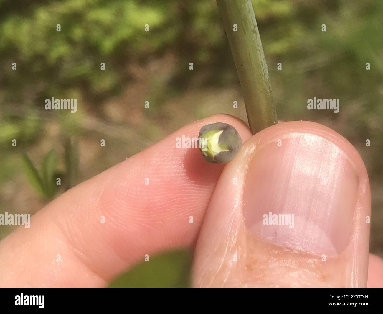 white wild indigo (Baptisia alba) Plantae Stock Photo - Alamy