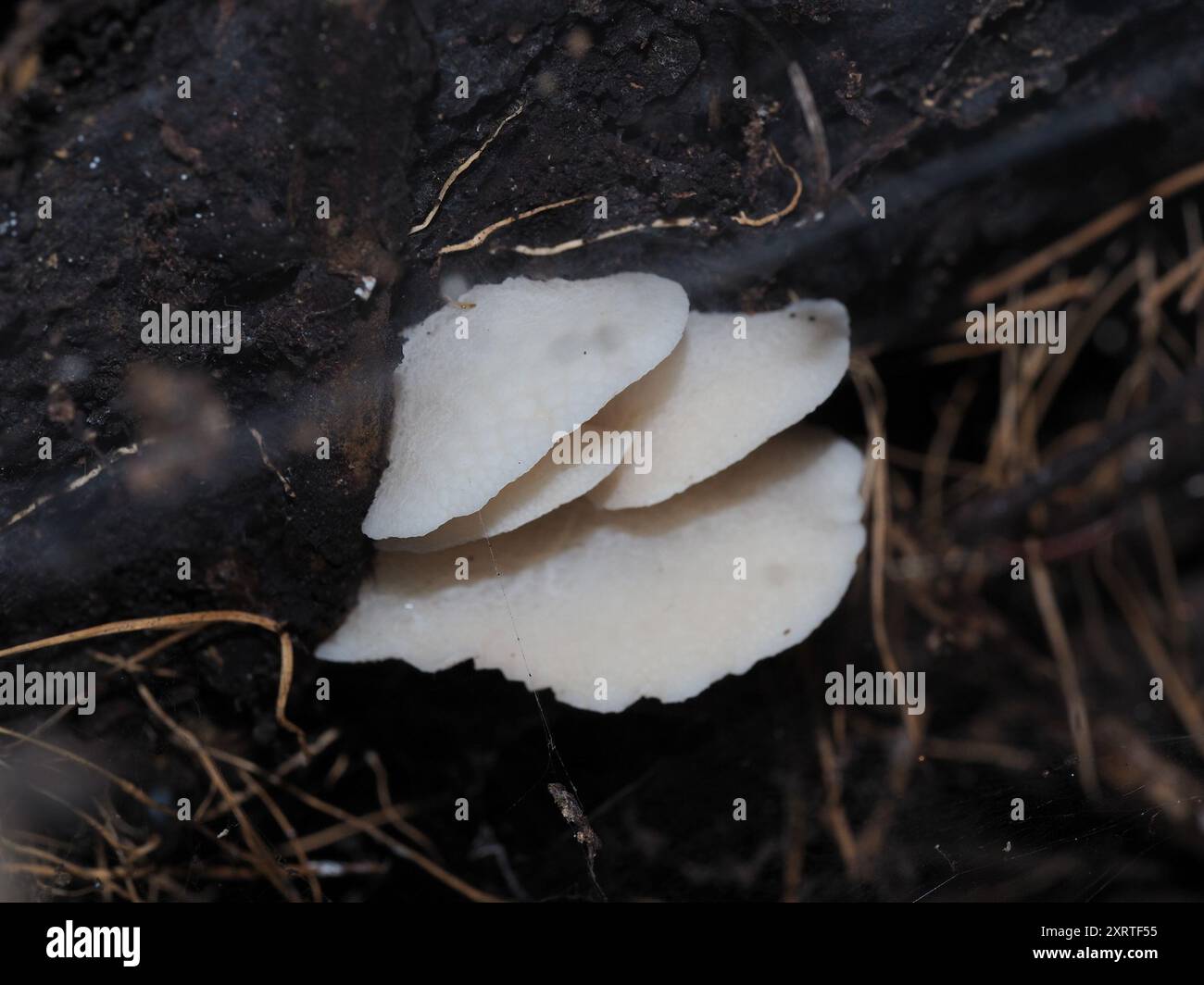 white porecap (Favolaschia pustulosa) Fungi Stock Photo - Alamy