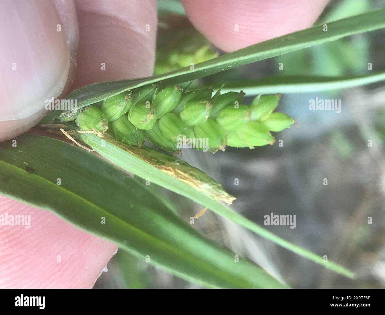 Thin-fruit Sedge (Carex flaccosperma) Plantae Stock Photo - Alamy