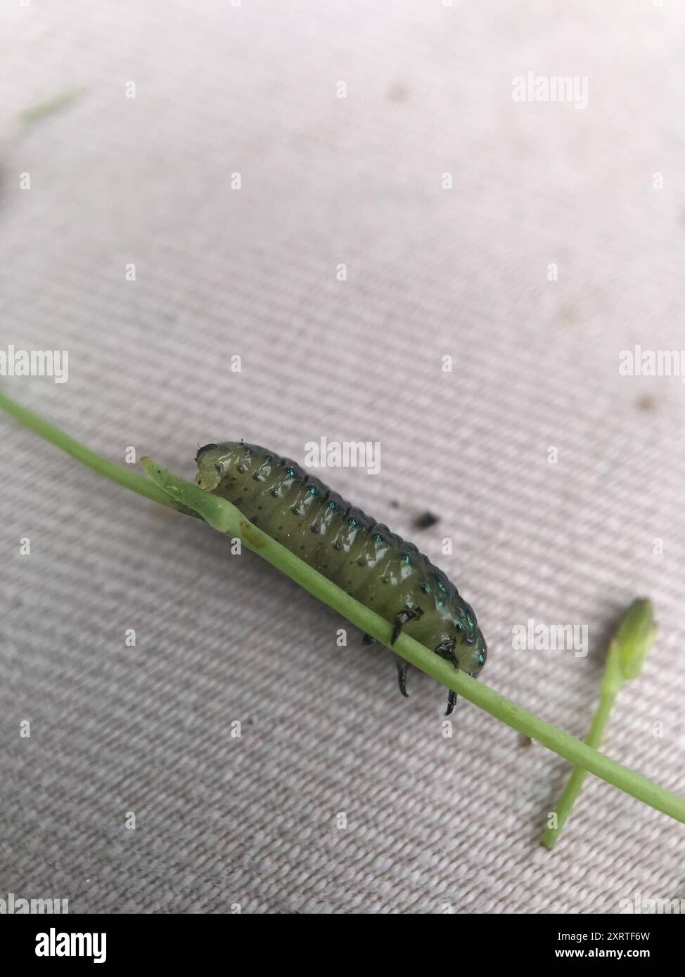 Coyote Brush Leaf Beetle (Trirhabda flavolimbata) Insecta Stock Photo ...