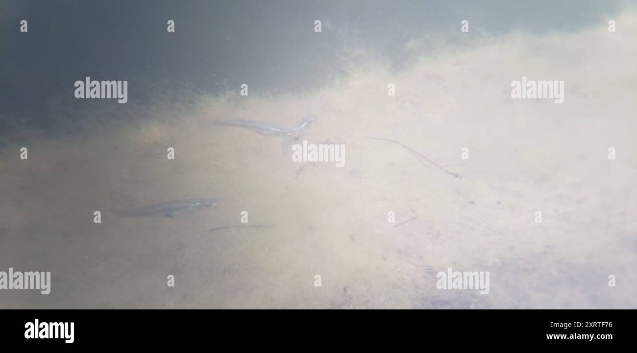 Western Mosquitofish (Gambusia affinis) Actinopterygii Stock Photo - Alamy