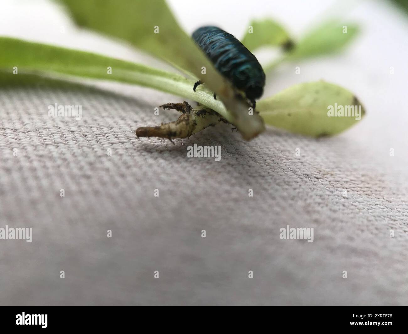 Coyote Brush Leaf Beetle (Trirhabda flavolimbata) Insecta Stock Photo ...