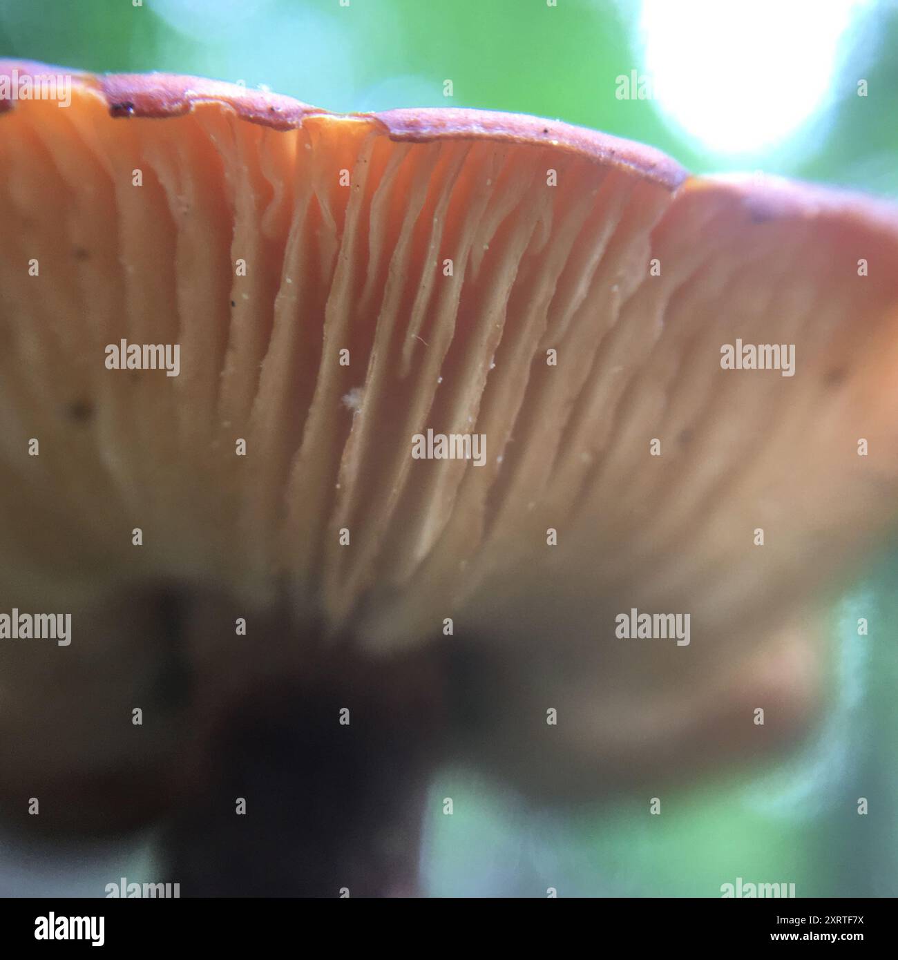 Velvet Foot (Flammulina velutipes) Fungi Stock Photo - Alamy