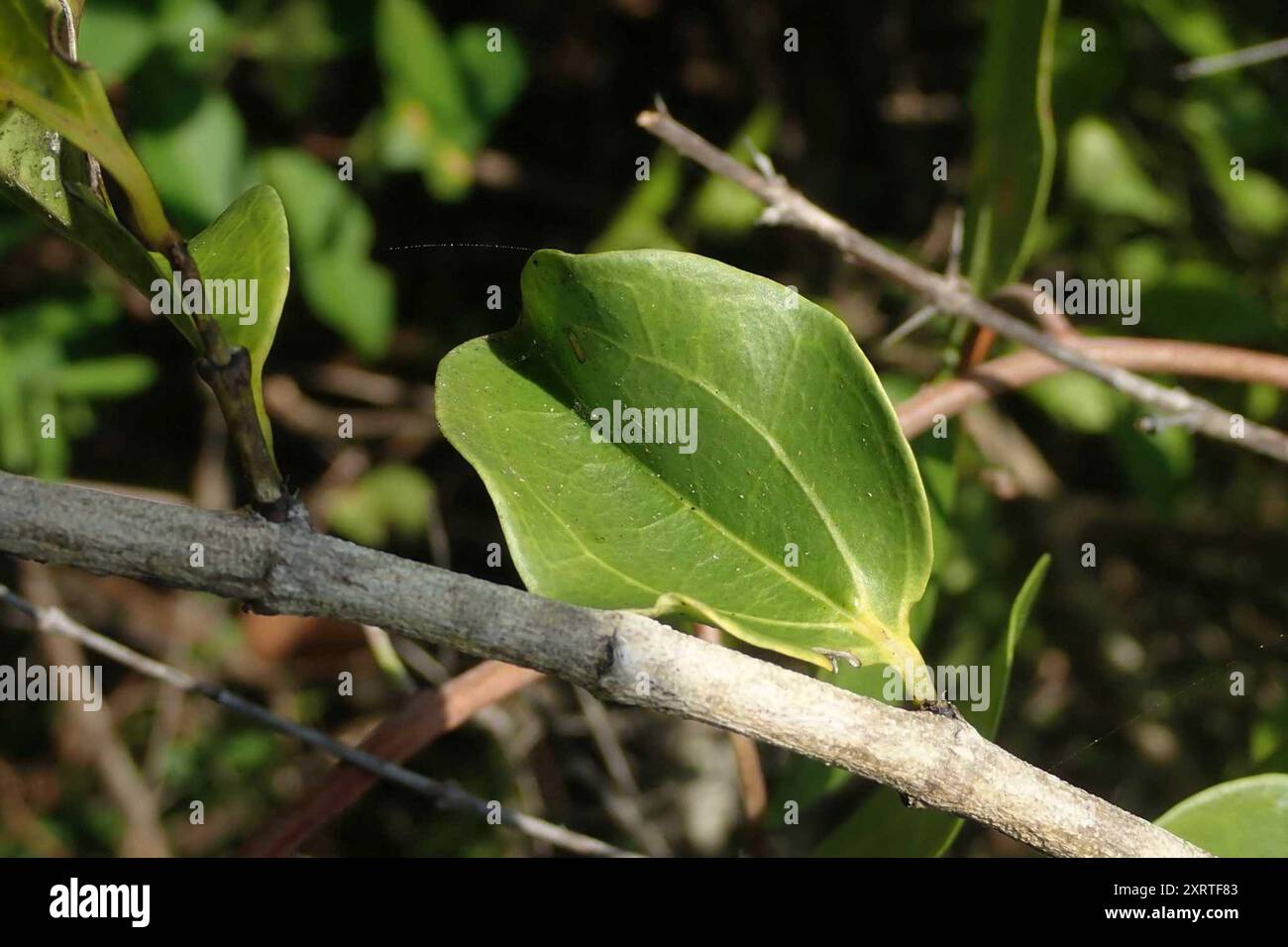 Spiny monkey orange (Strychnos spinosa) Plantae Stock Photo - Alamy