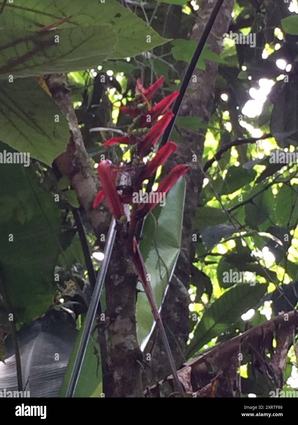 gingers, bananas, and allies (Zingiberales) Plantae Stock Photo - Alamy