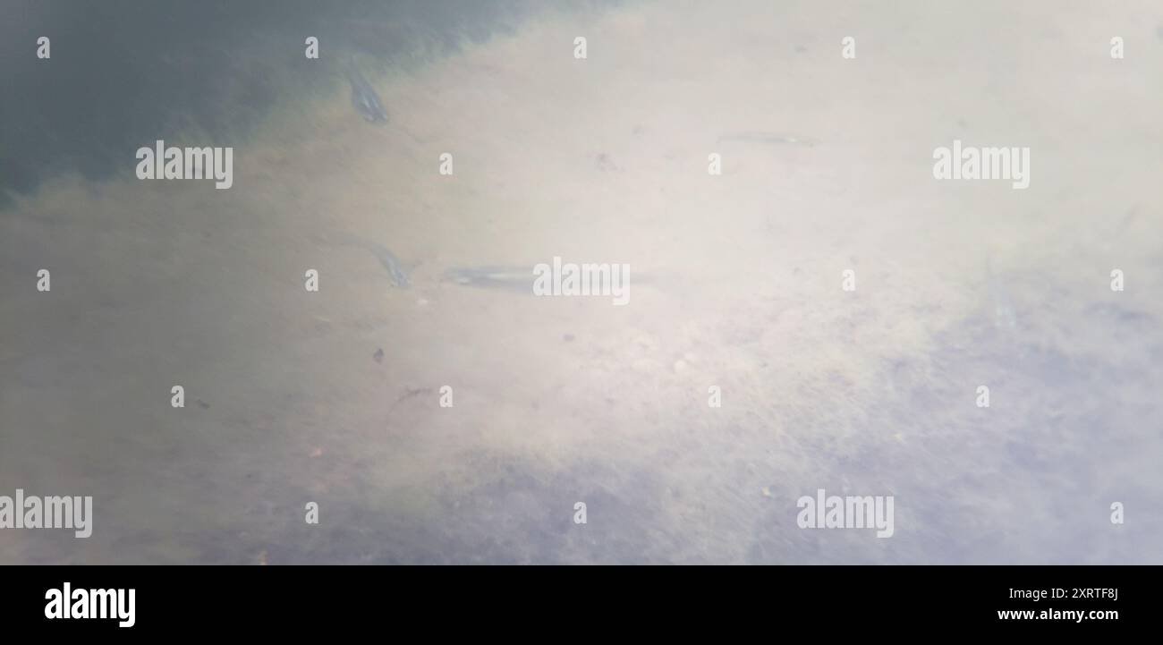 Western Mosquitofish (Gambusia affinis) Actinopterygii Stock Photo - Alamy