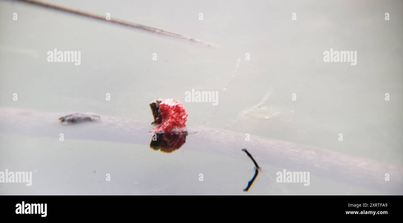 Channeled Apple Snail (Pomacea canaliculata) Mollusca Stock Photo - Alamy