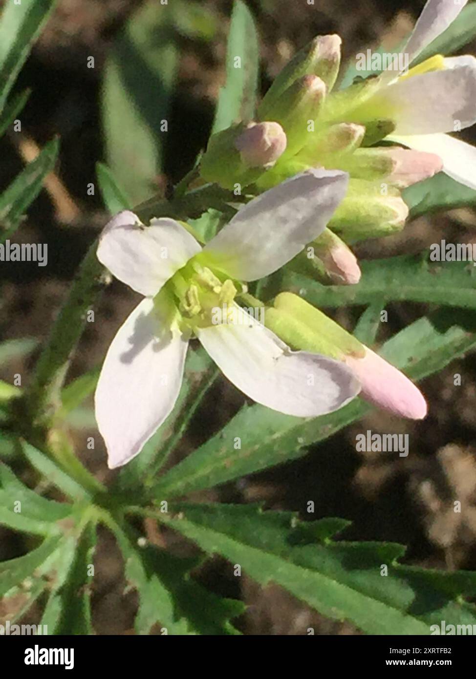 cut-leaved toothwort (Cardamine concatenata) Plantae Stock Photo - Alamy