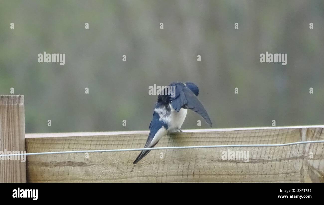 White-bellied Barn Swallow (Hirundo rustica rustica) Aves Stock Photo ...