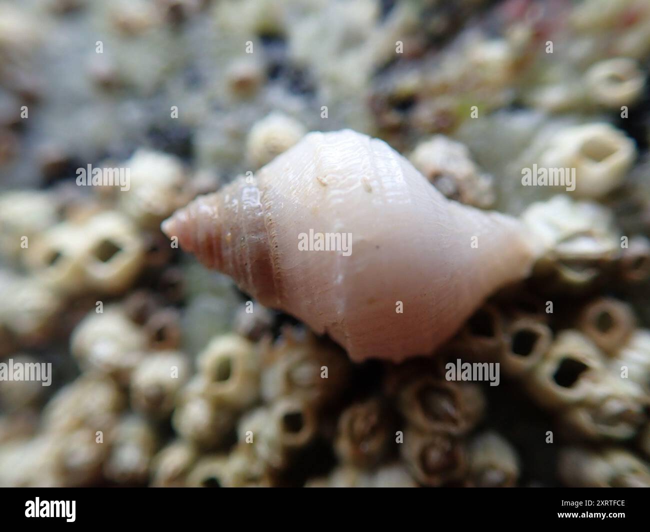 Frilled Dogwinkle (Nucella lamellosa) Mollusca Stock Photo - Alamy