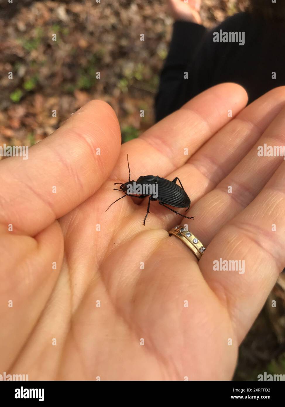(Dicaelus dilatatus) Insecta Stock Photo - Alamy