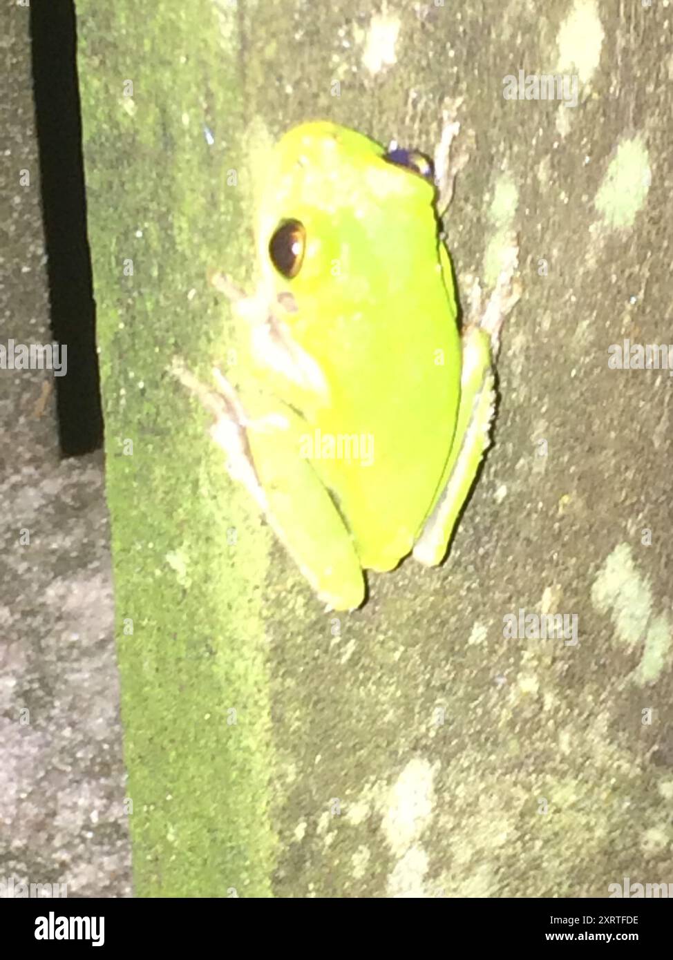 Holarctic Treefrogs (Hyla) Amphibia Stock Photo - Alamy