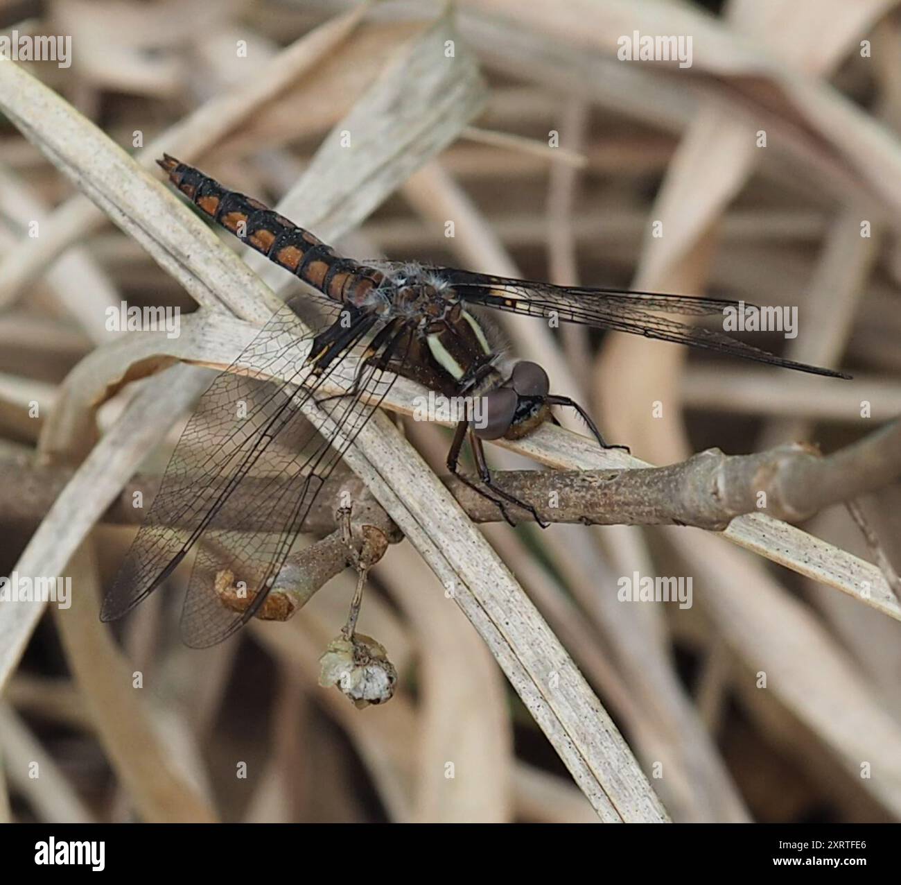 Blue Corporal (Ladona deplanata) Insecta Stock Photo - Alamy