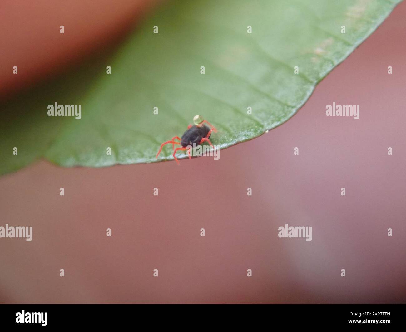 Blue Oat Mite (Penthaleus major) Arachnida Stock Photo - Alamy
