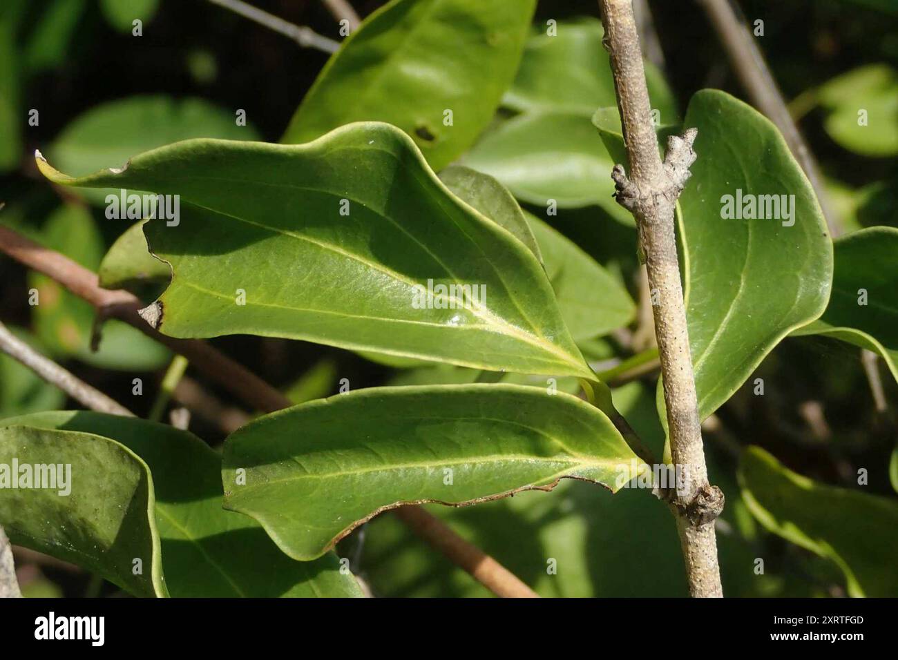 Spiny monkey orange (Strychnos spinosa) Plantae Stock Photo - Alamy