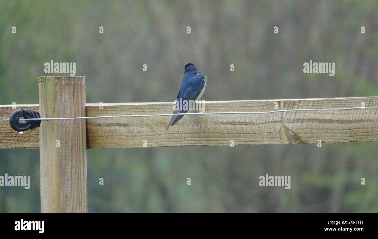 White-bellied Barn Swallow (Hirundo rustica rustica) Aves Stock Photo ...