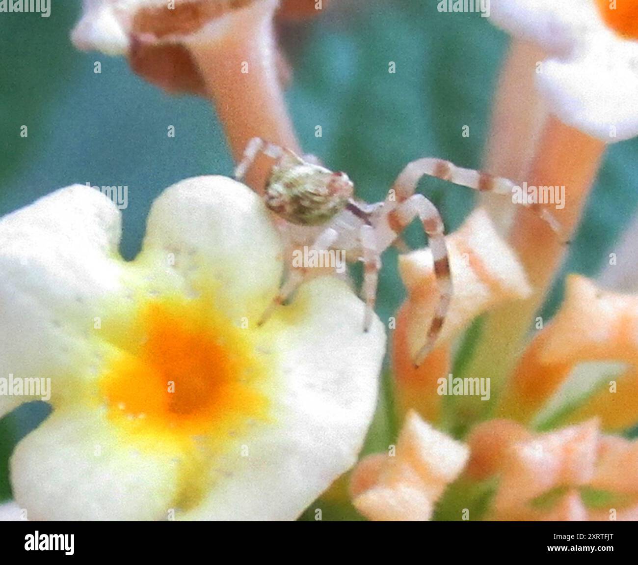 Crab Spiders (Thomisidae) Arachnida Stock Photo - Alamy