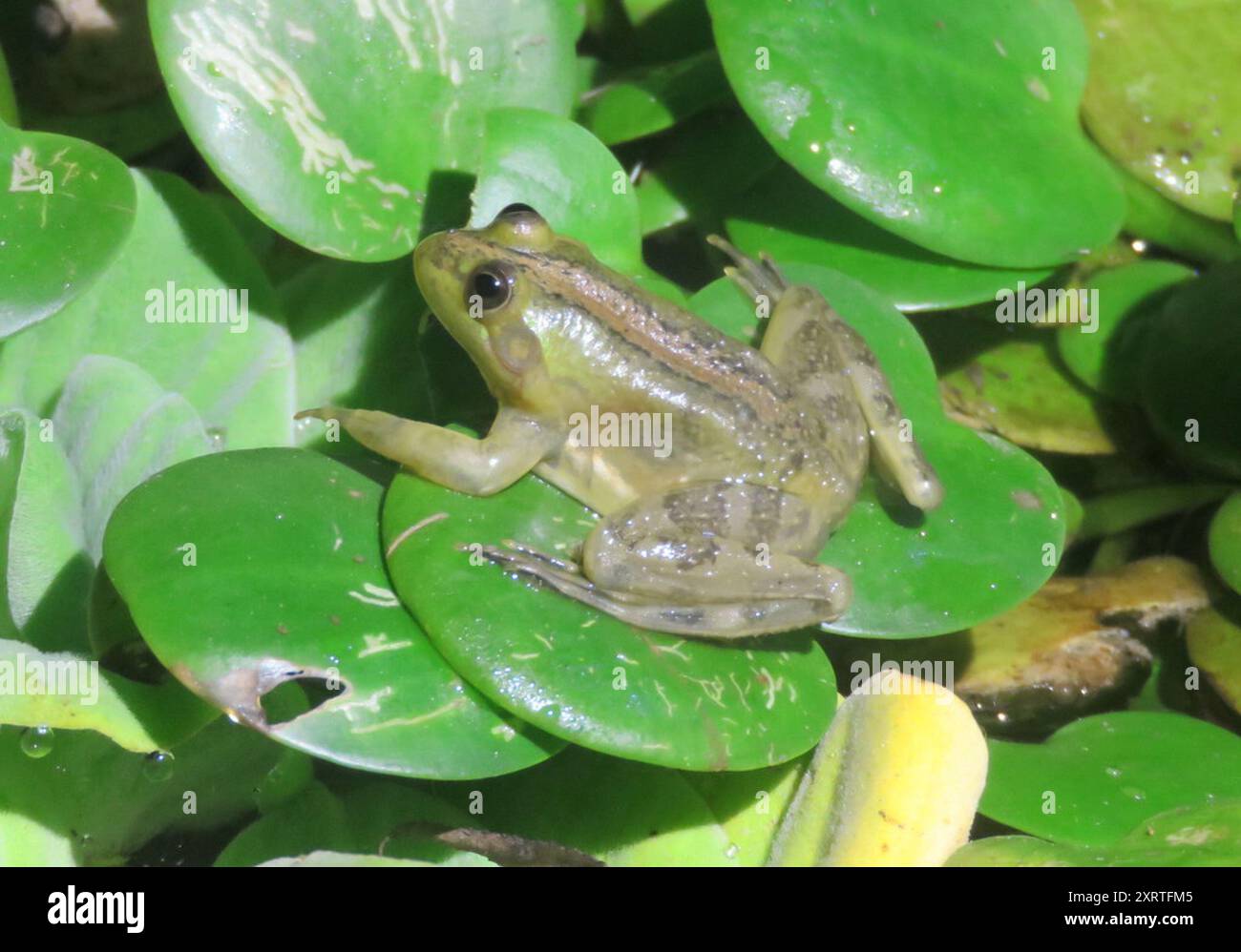 Lesser Swimming Frog (Pseudis minuta) Amphibia Stock Photo - Alamy