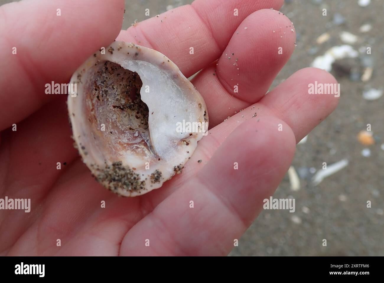 Common Atlantic Slippersnail (Crepidula fornicata) Mollusca Stock Photo ...