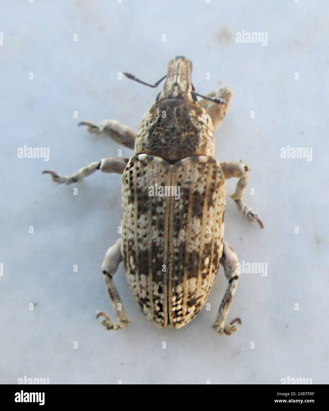 Cleonini hi-res stock photography and images - Alamy