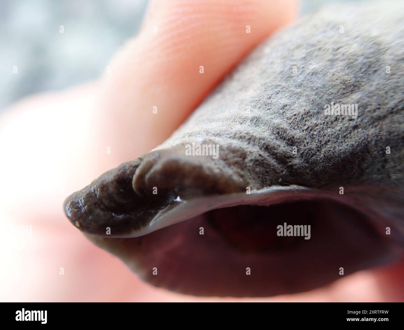 Frilled Dogwinkle (Nucella lamellosa) Mollusca Stock Photo - Alamy