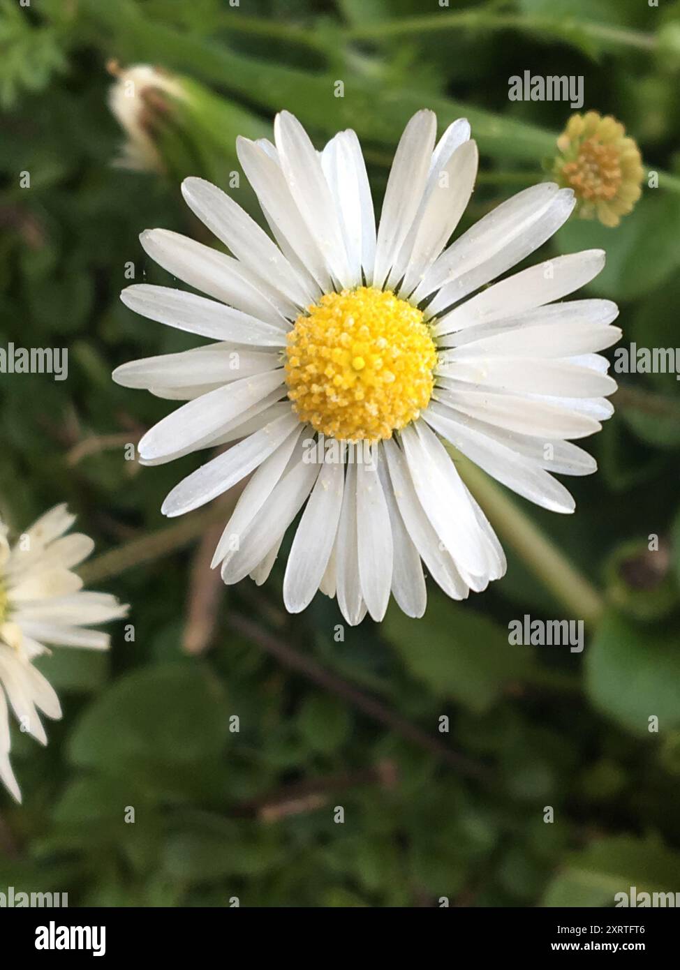 Lawn daisy (Bellis perennis) Plantae Stock Photo - Alamy