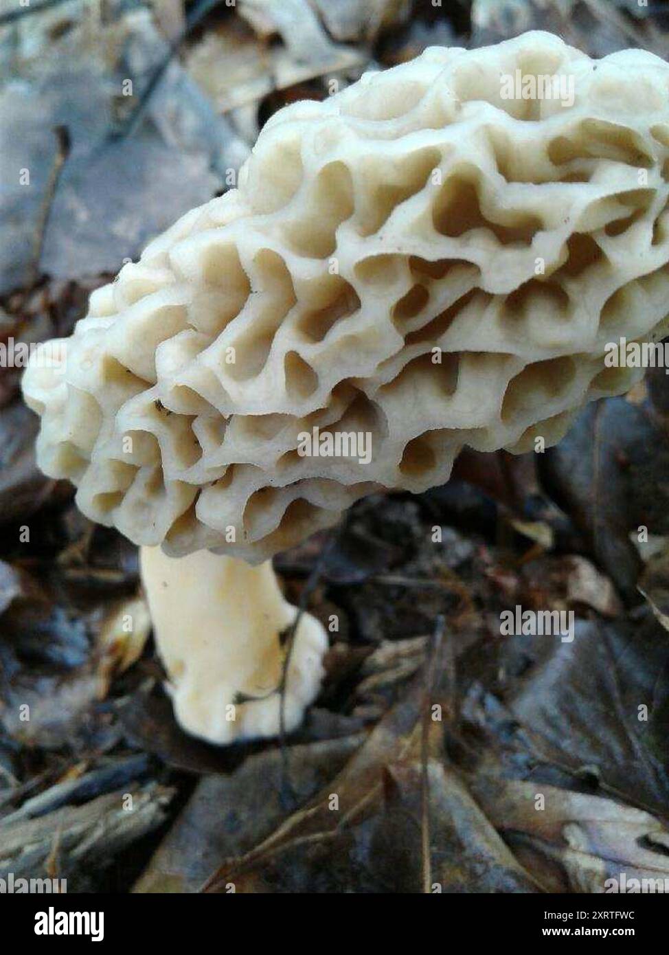 white morel (Morchella americana) Fungi Stock Photo - Alamy