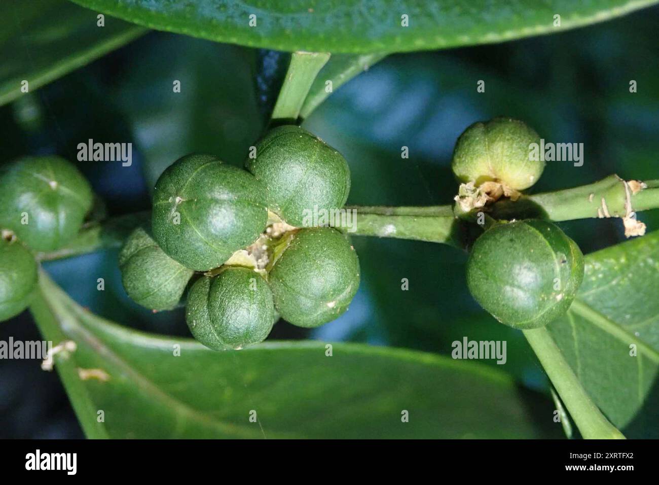 sand canaryberry (Suregada zanzibariensis) Plantae Stock Photo - Alamy