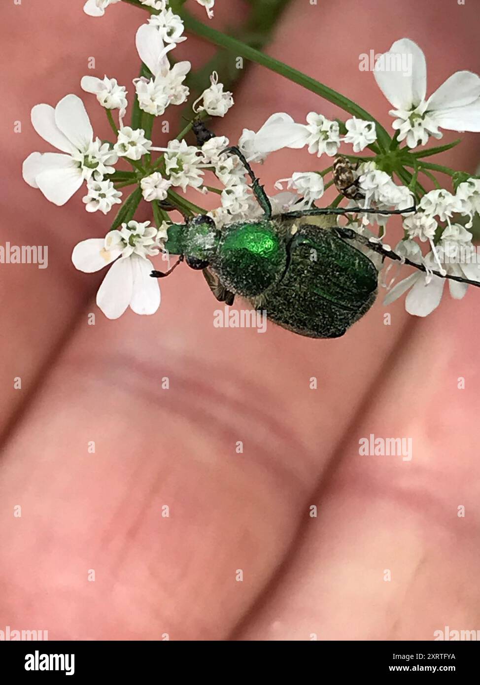 Emerald Flower Scarab (Trichiotinus lunulatus) Insecta Stock Photo - Alamy