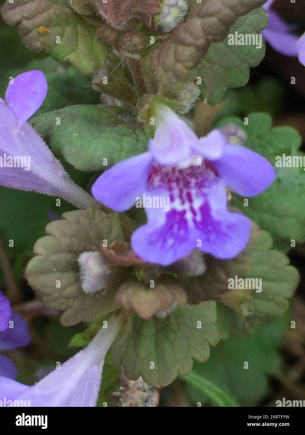 ground-ivy (Glechoma hederacea) Plantae Stock Photo - Alamy