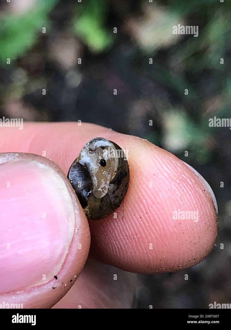 Girdled Snail (Hygromia cinctella) Mollusca Stock Photo - Alamy