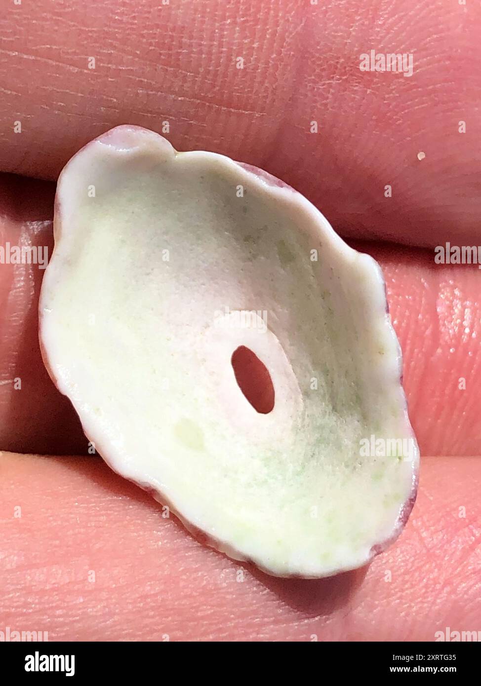 Volcano Keyhole Limpet (Fissurella volcano) Mollusca Stock Photo - Alamy
