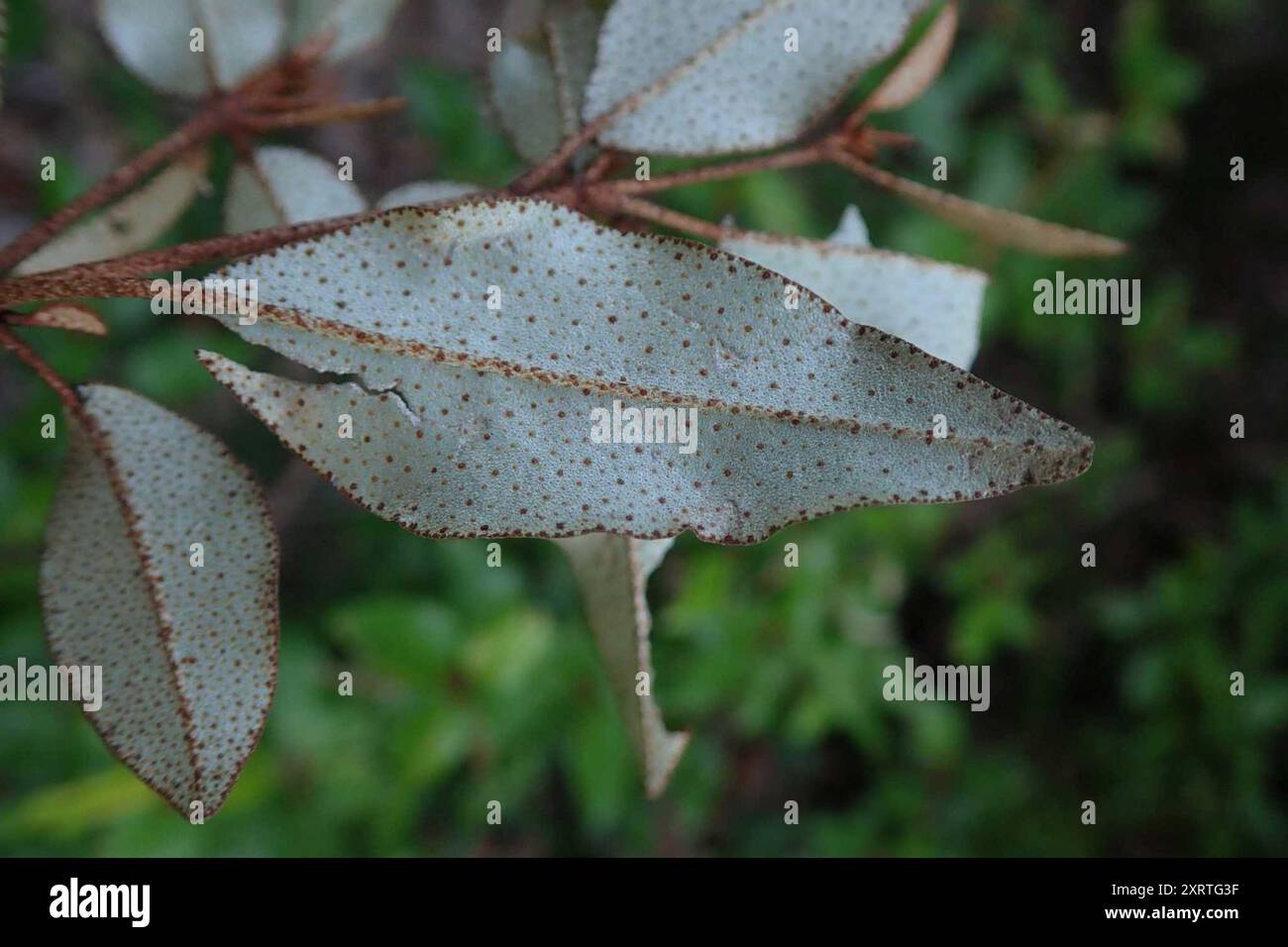 Lesser Lavender Croton (Croton pseudopulchellus) Plantae Stock Photo ...