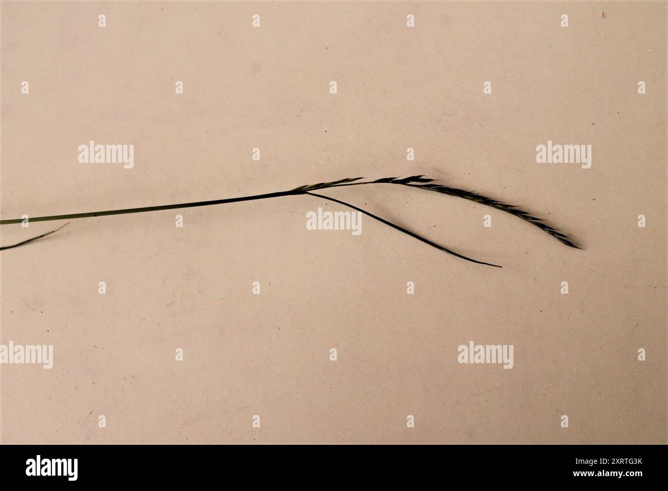 Matgrass hi-res stock photography and images - Alamy