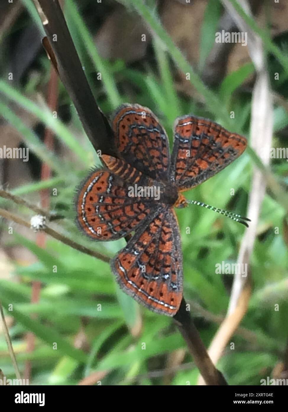 Little Metalmark (Calephelis virginiensis) Insecta Stock Photo - Alamy