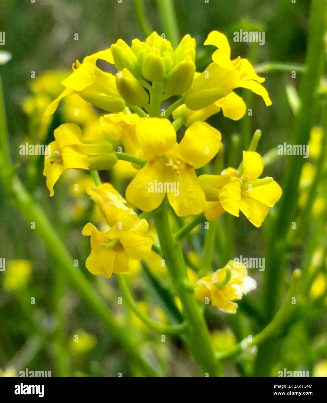 land cress (Barbarea verna) Plantae Stock Photo - Alamy