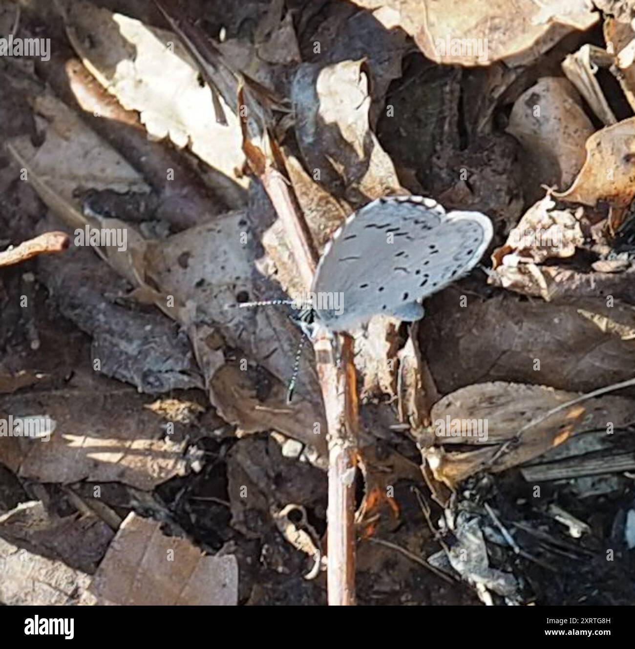 Summer Azure (Celastrina neglecta) Insecta Stock Photo - Alamy