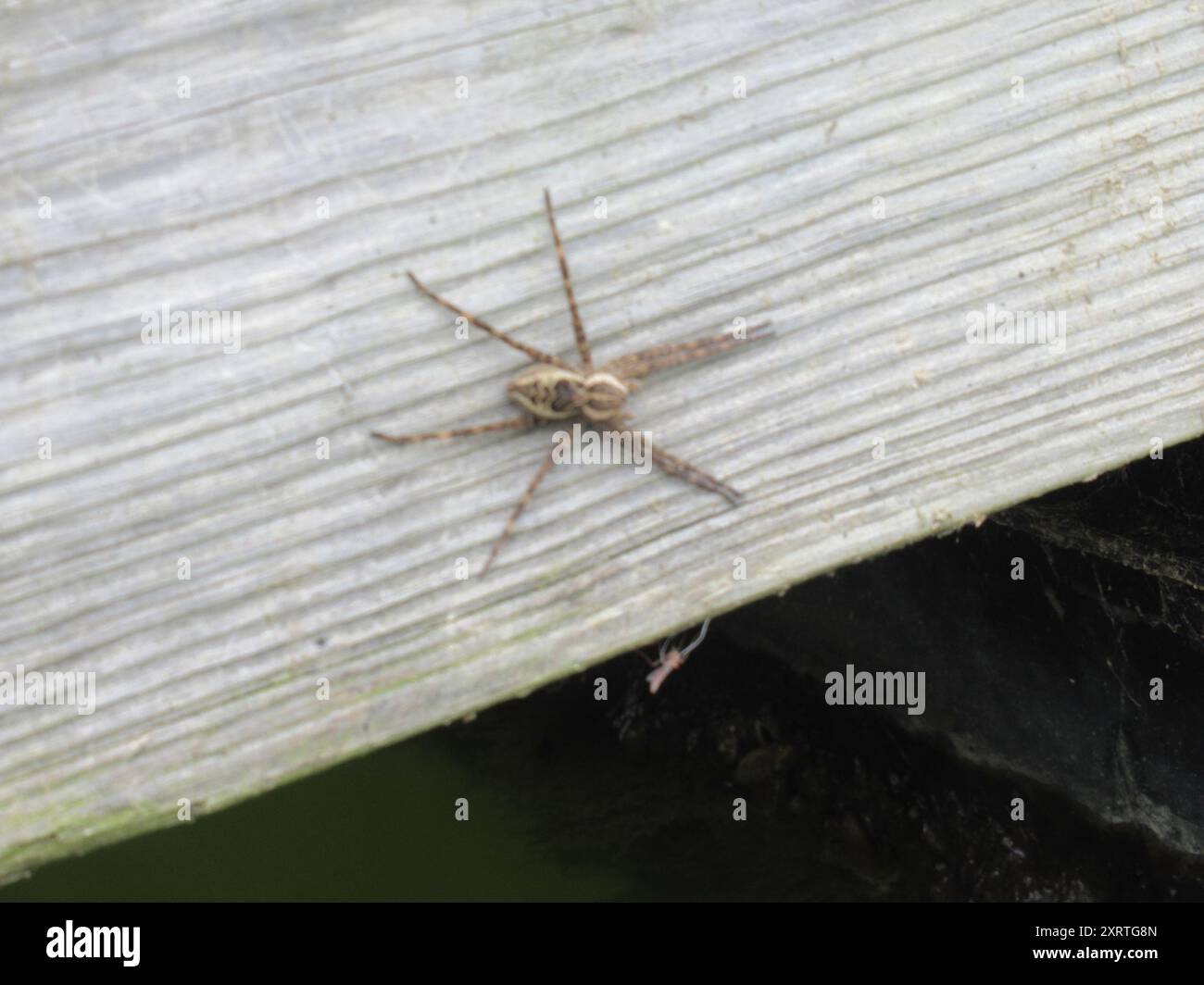 Striped Fishing Spider (Dolomedes scriptus) Arachnida Stock Photo - Alamy
