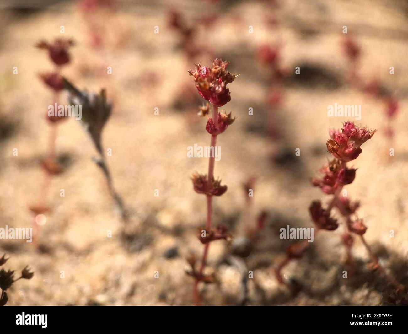 sand pygmyweed (Crassula connata) Plantae Stock Photo - Alamy