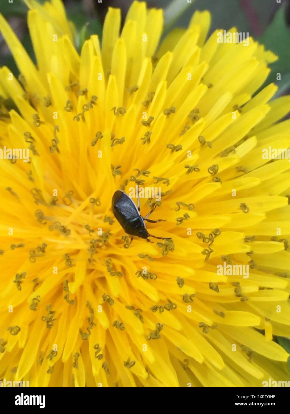 White-margined Burrower Bug (Sehirus cinctus) Insecta Stock Photo - Alamy
