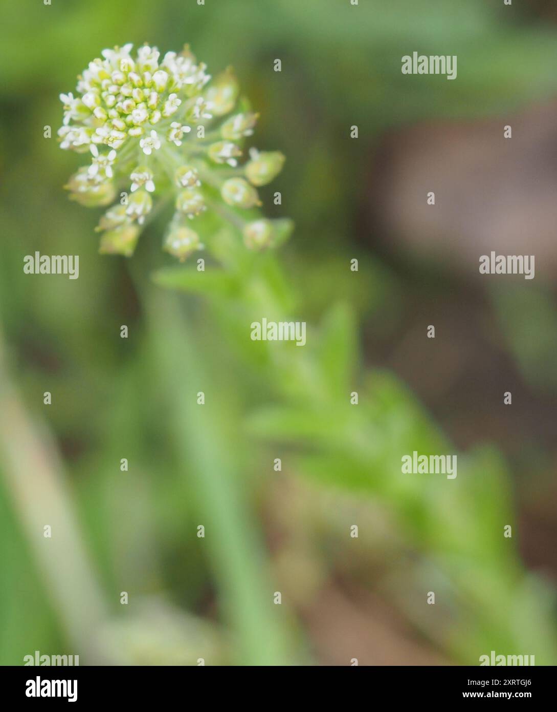 field peppergrass (Lepidium campestre) Plantae Stock Photo - Alamy